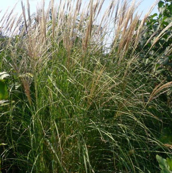 Gracillimus - Ornamental Grasses - Sunshine Express Garden Centre ...