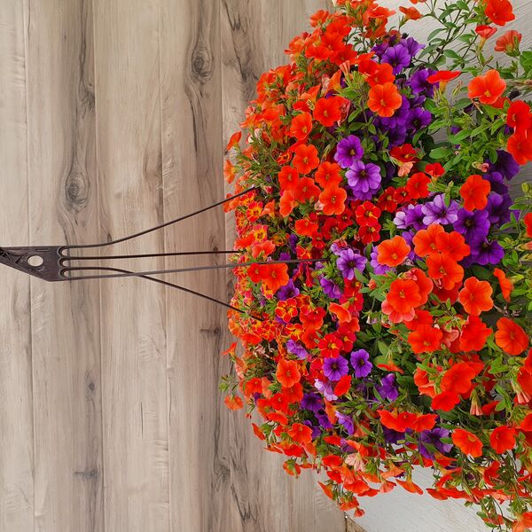 Hanging Baskets - Sunshine Express Garden Centre, Niagara-on-the-Lake ...