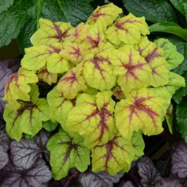 Catching Fire - Perennials - Sunshine Express Garden Centre, Niagara-on ...